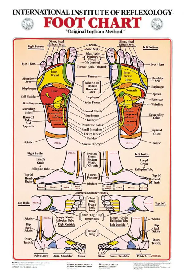 All Best Foot - Reflexology Charts Free Download