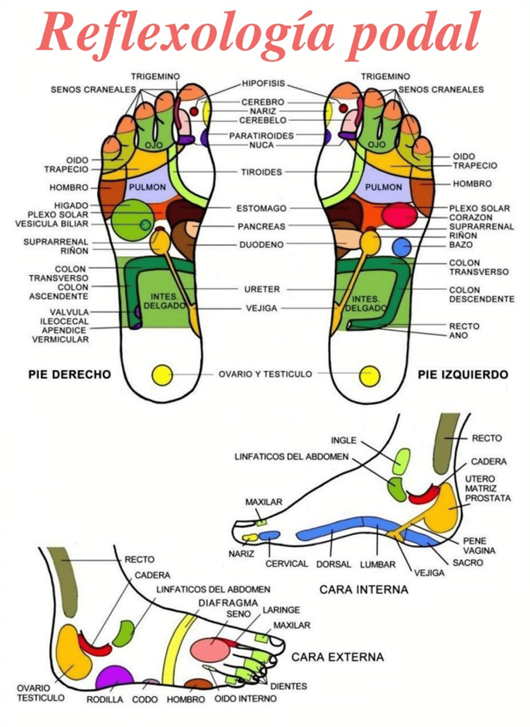 Descubre los Beneficios de la Reflexología Podal: Una Guía Completa - Reflexology map
